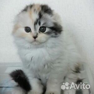 Котёнок породы Скоттишь фолд