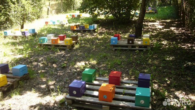 Продам плодных пчеломаток Карника Ф1, ио