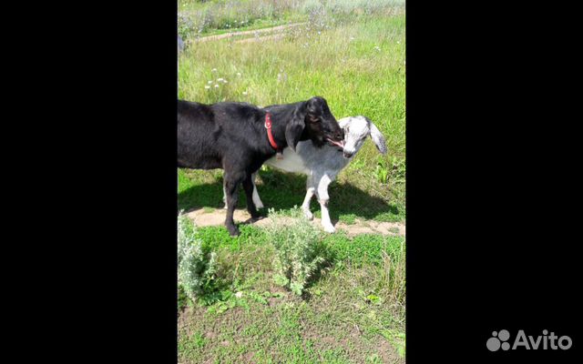 Нубийский козел