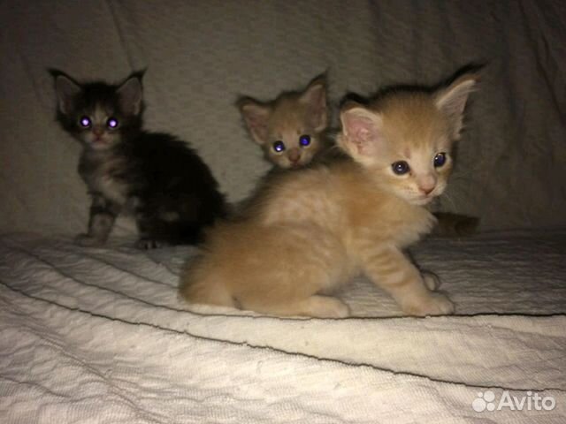 Продам котят мейн-кунов