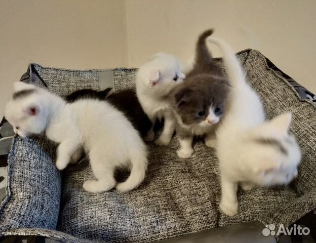 Отдам милых котят в ваши добрые ручки