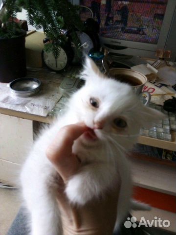 Ангорский котенок, мальчик