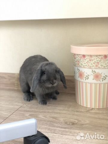 Декоративный кролик