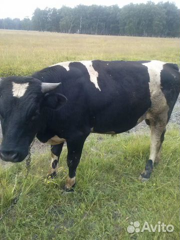 Быки, корова