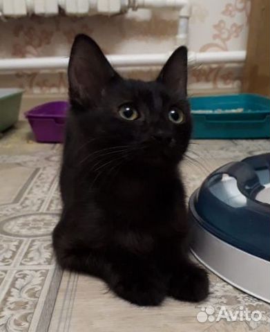 Черный мальчик, 3,5 месяца