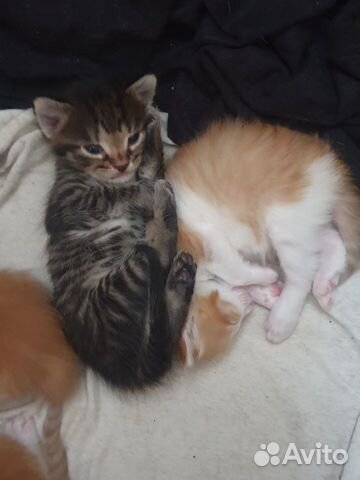 Отдаю котят: рыжие кошечки и Матроскин