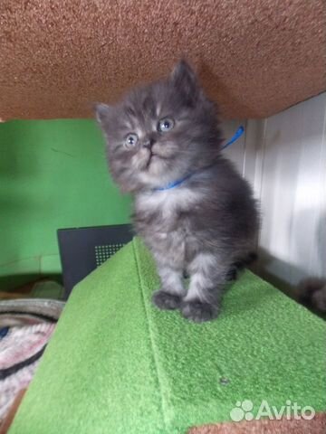 Продаются британчики