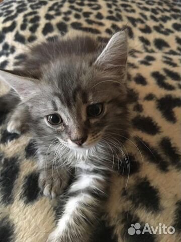 Котятки