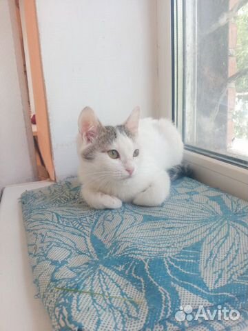Котенок Тёма