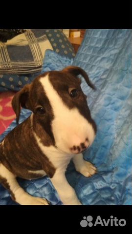 Щенок бультерьер (стандарт)