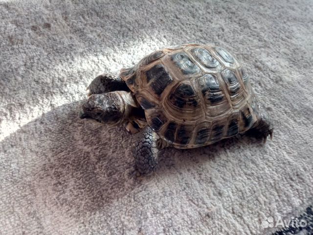 Степная черепаха