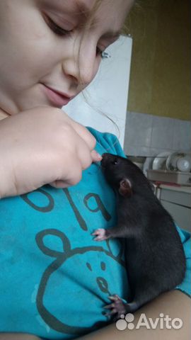 Отдам двух крысят