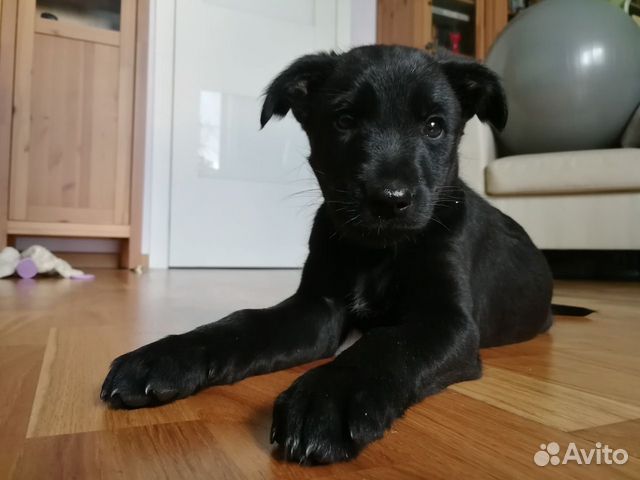 Лабронемец