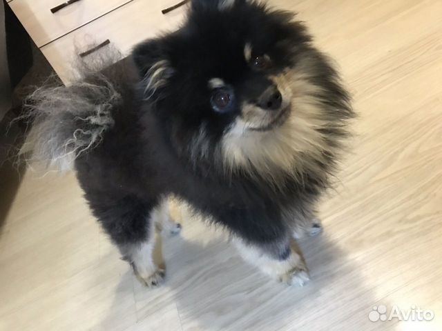 Вязка шпица