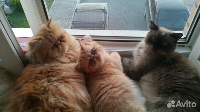 Чистокровный Экзо-Перс