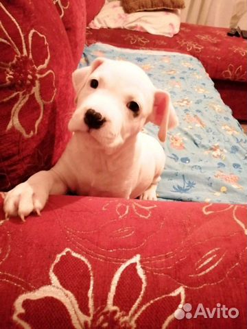 Американский стафордширский терьер