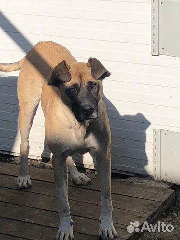 Редкой красоты метис японской тосы ину