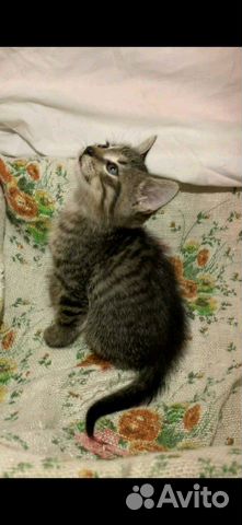 Котёнок Джери