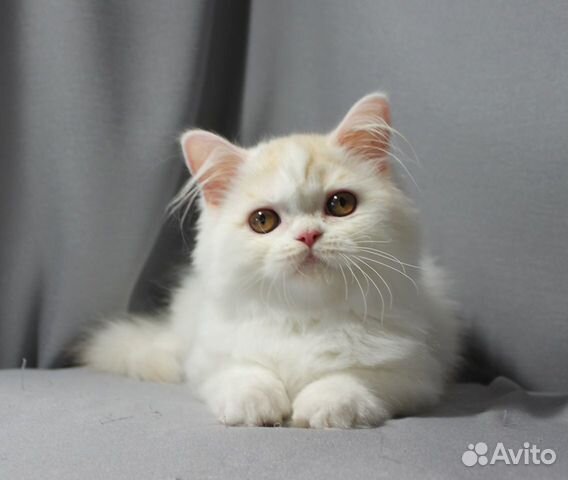 Белоснежный малыш хайленд страйт