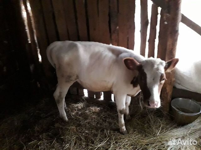 3 коровы 1телочка