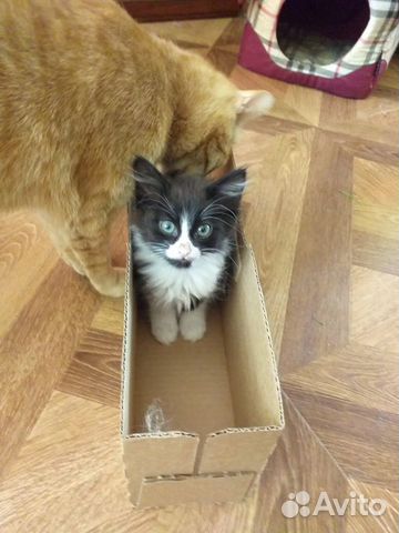 Котенок - домовенок ищет дом