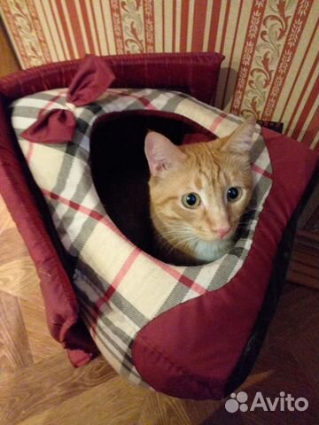 Кот Рыжик ищет новый дом