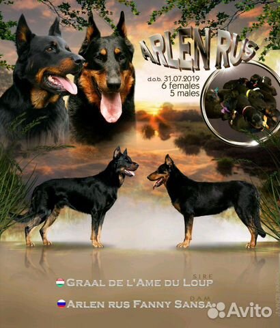 Резервирование щенков босерона