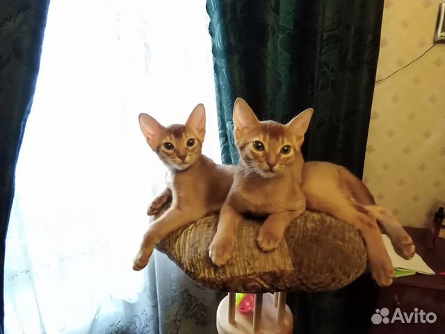 Абиссинский мальчик соррель