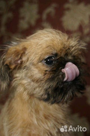 Брюссельский грифон