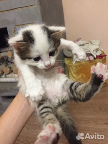 Котёнок