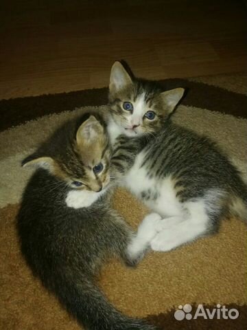 Котята 3 штуки