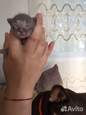 Сфинкс велюр