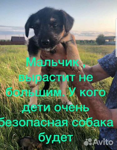 Отдам Щенят в Добрые руки