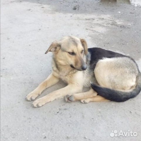 Леди