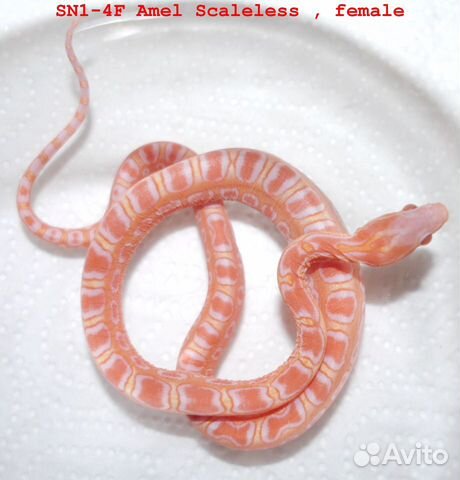 Маисовый полоз Amel Scaleless, самка