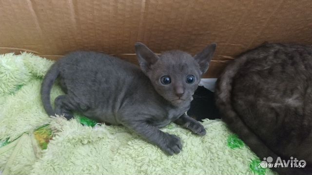 Корнишок