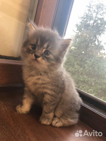 Британский котёнок