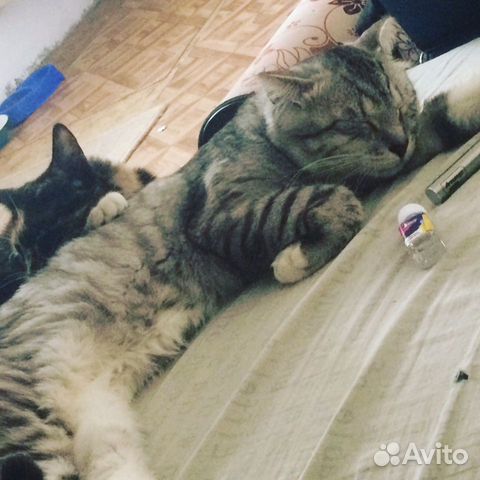 Кот и лапочка кошка