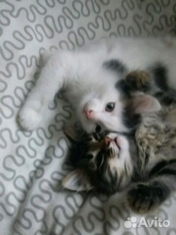 Отдам котят