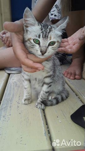 "девочка" ищет дом и семью