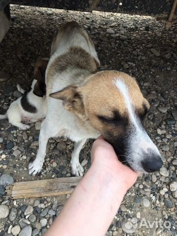 Отдаю даром щенков