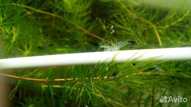 Креветки голубые - rili blue carbon