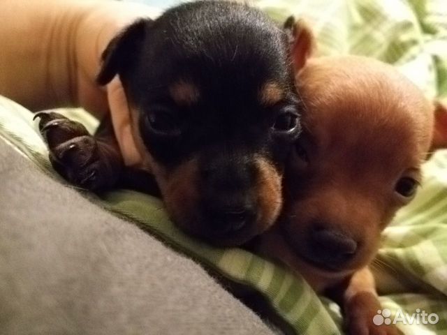 Пражский крысарик - маленькое чудо