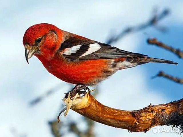 Клест белокрылый