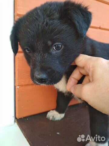 Красивые щеночки метисы лайки ждут Вас