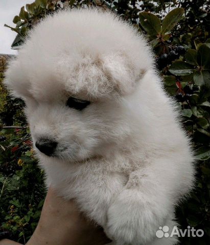 Очаровашки-мишки-самоеды