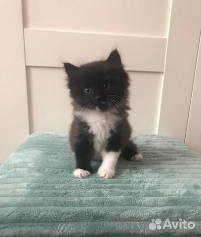 Котёнок