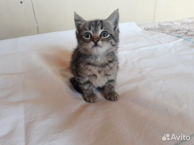 Отдам котят, европейские короткошерстные