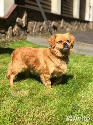 Маркиз, метис пекинеса, 3 года