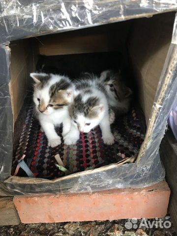 Отдам котят